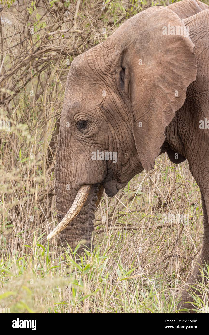 Elephant eating Acacia bush in Serengeti in Tanzania, East Africa Stock ...