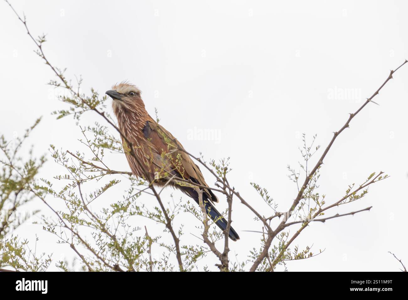 Purple roller or rufous-crowned roller (Coracias naevius) singing out ...