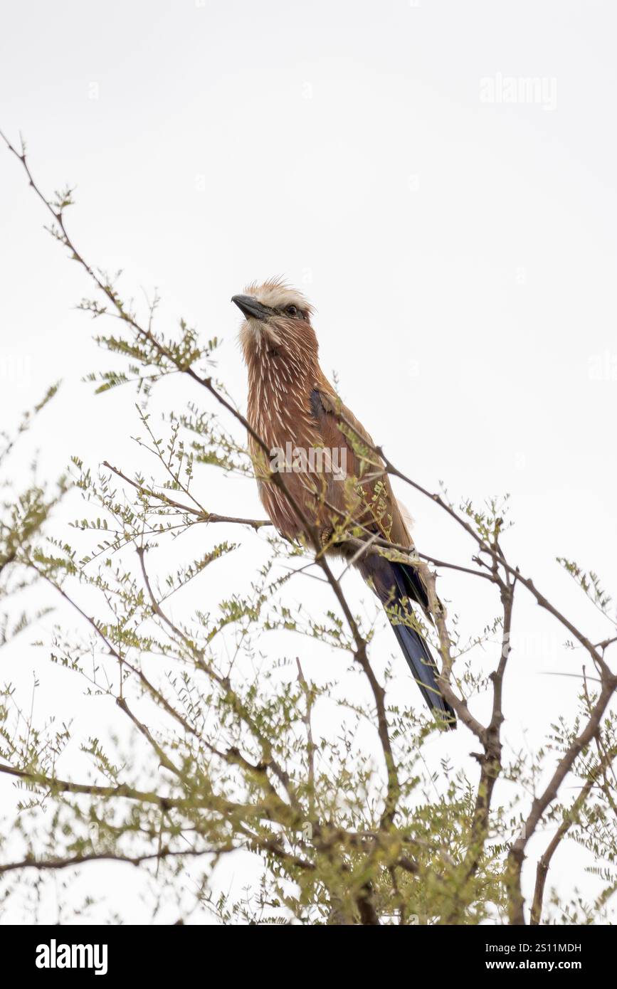 Purple roller or rufous-crowned roller (Coracias naevius) singing out ...
