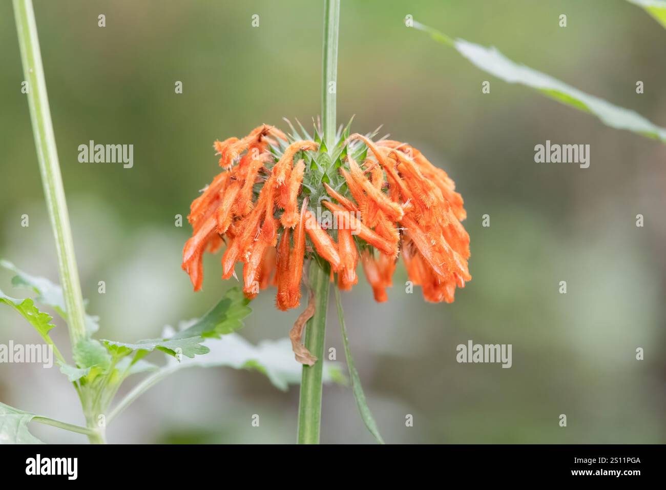 Close up of lions tail (leonotis leonurus) flowers in bloom Stock Photo ...