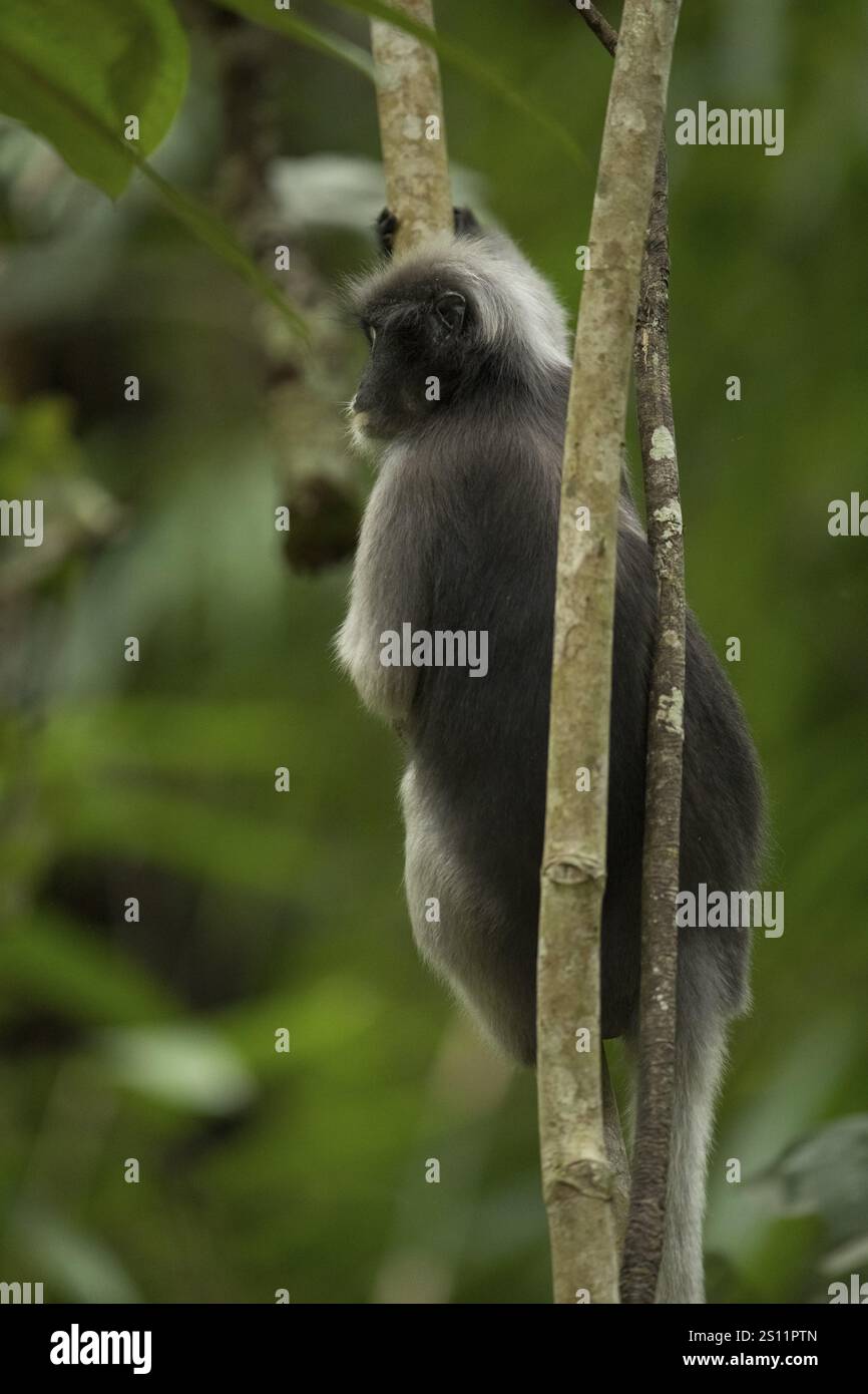 Dusky leaf monkey (Trachypithecus obscurus), Kaeng Krachan National ...