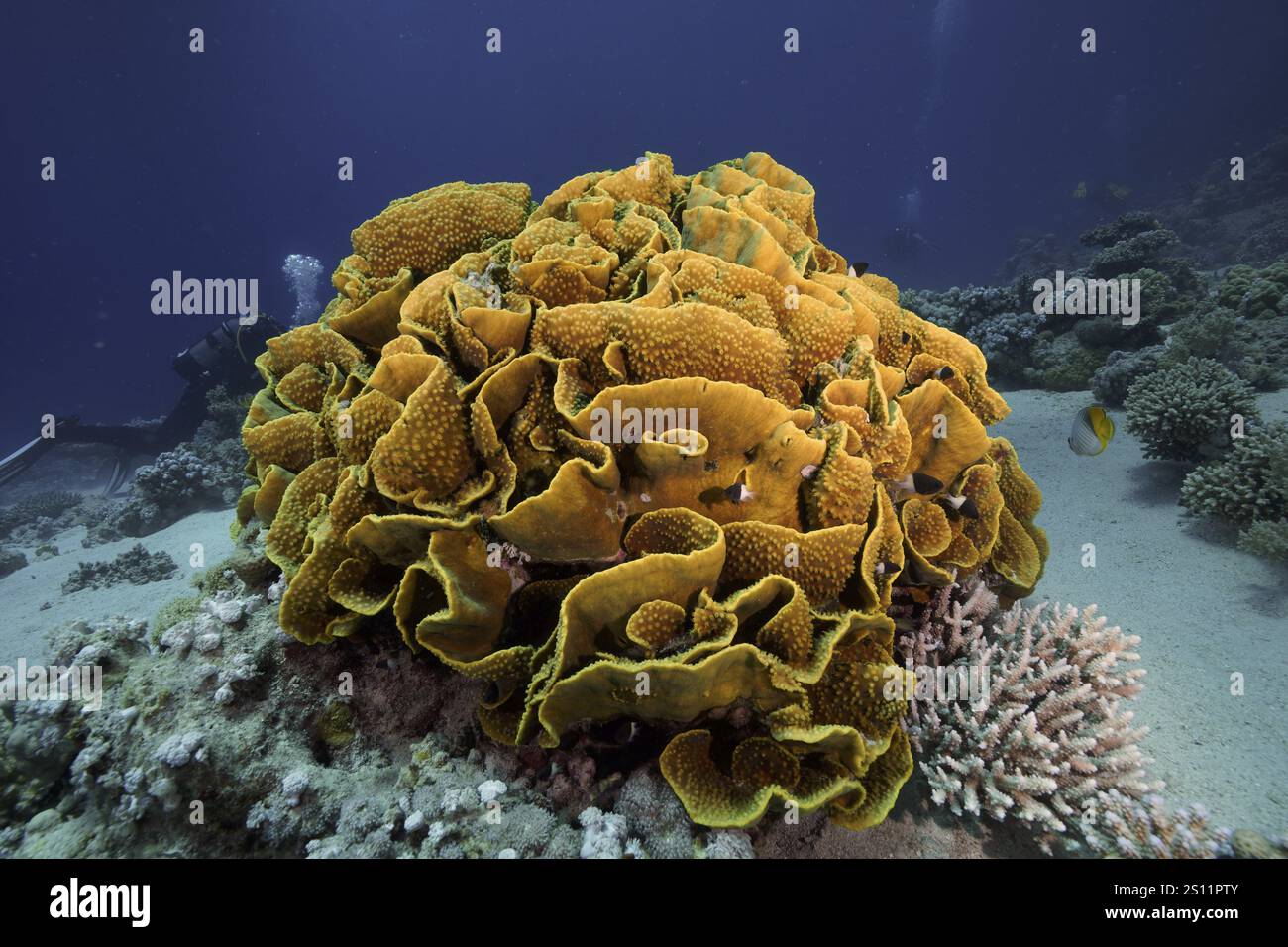 A large yellow lettuce coral (Turbinaria reniformis) rises in a diverse ...