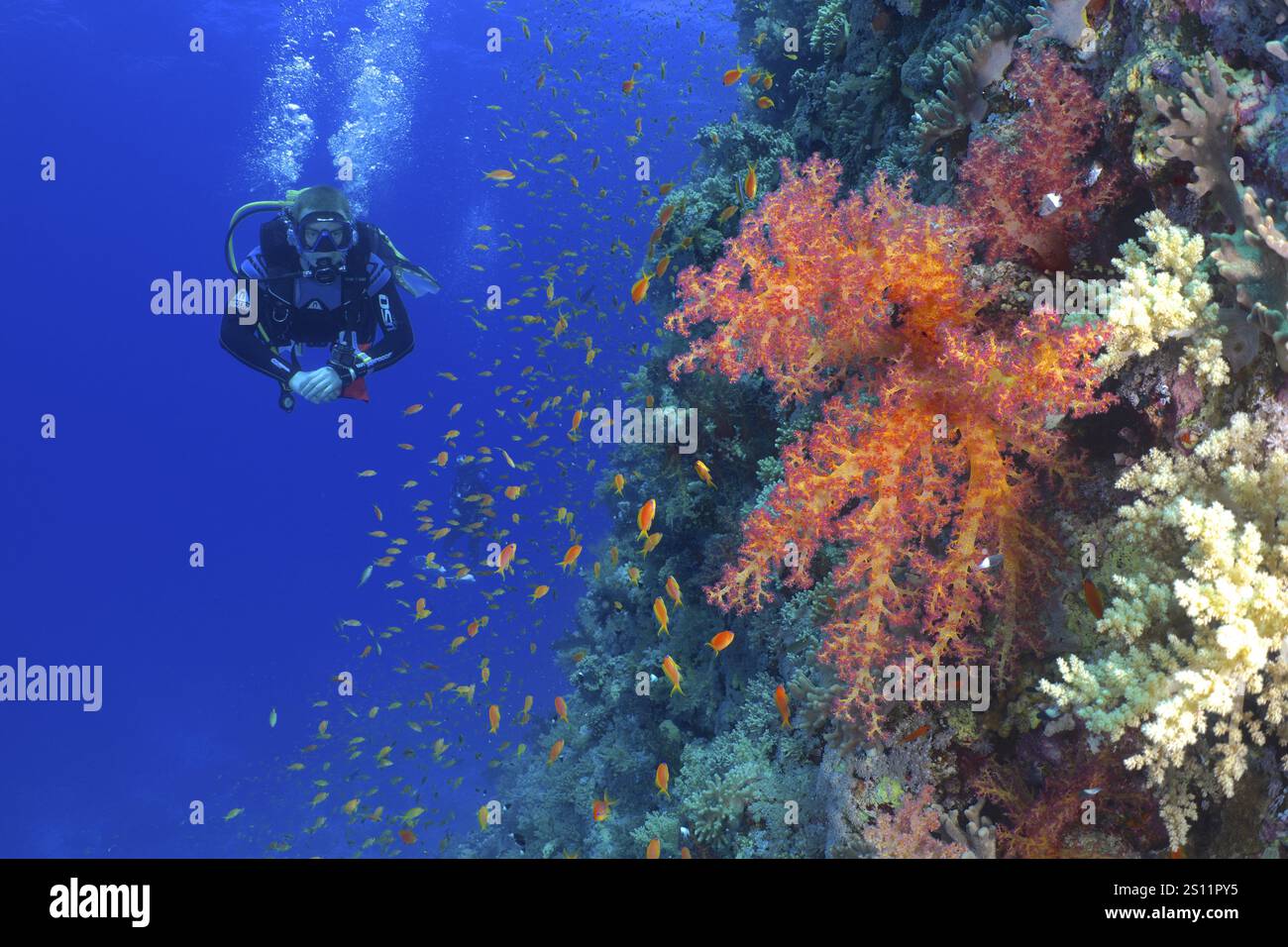 Diver exploring colourful coral reef with Hemprich's Tree Coral ...