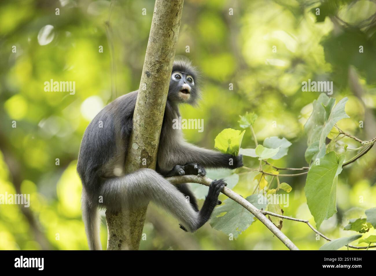 Dusky leaf monkey (Trachypithecus obscurus), Kaeng Krachan National ...