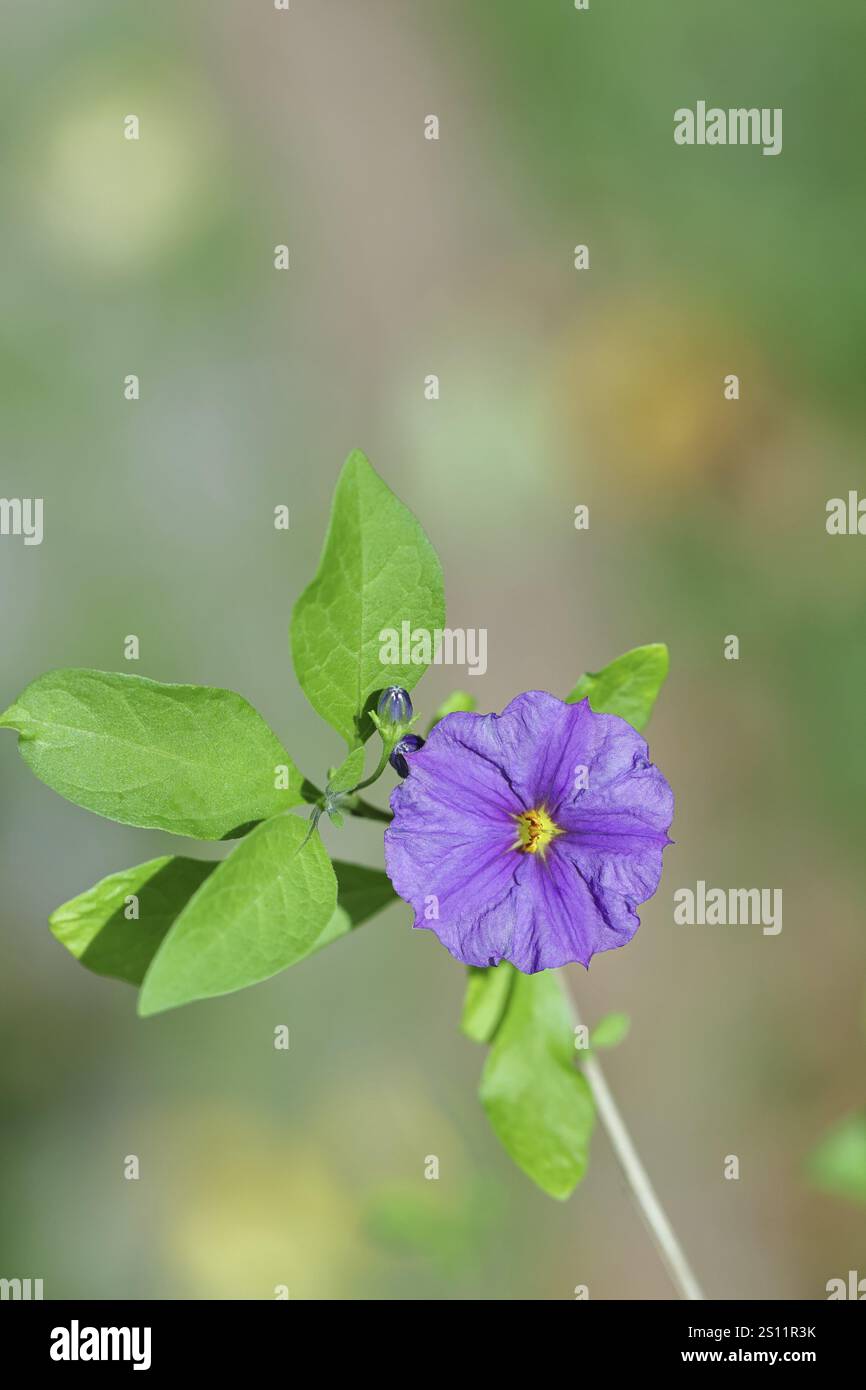 Blue potato tree (Lycianthes rantonnetii), gentian tree, blossom, close ...