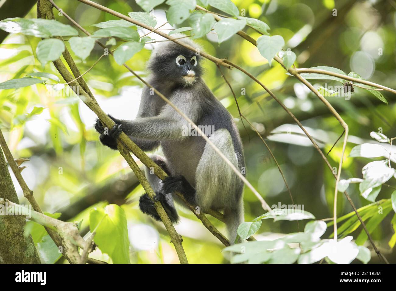 Dusky leaf monkey (Trachypithecus obscurus), Kaeng Krachan National ...