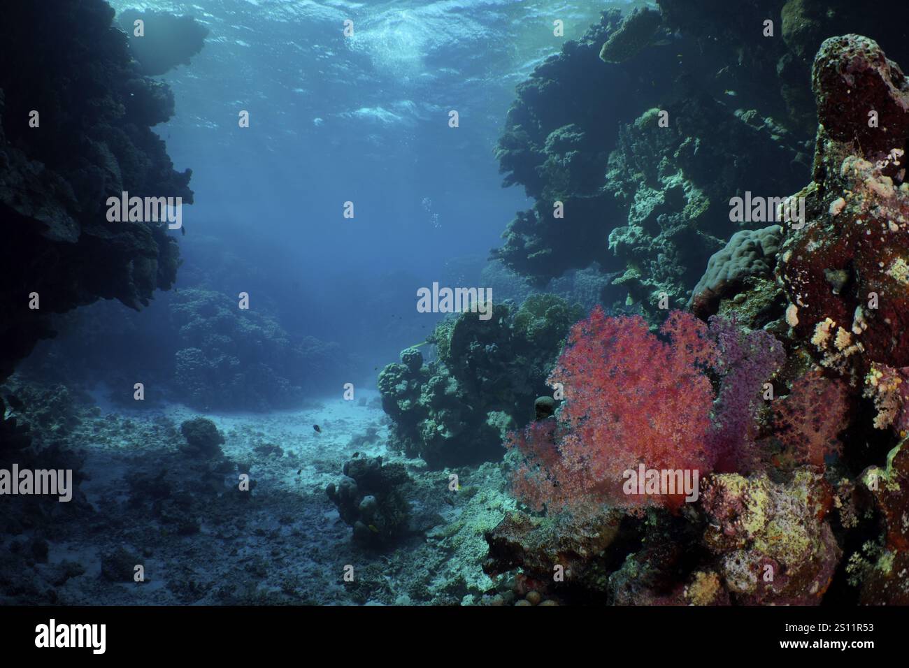 View into an open underwater cave with coral reef, on it Hemprich's ...