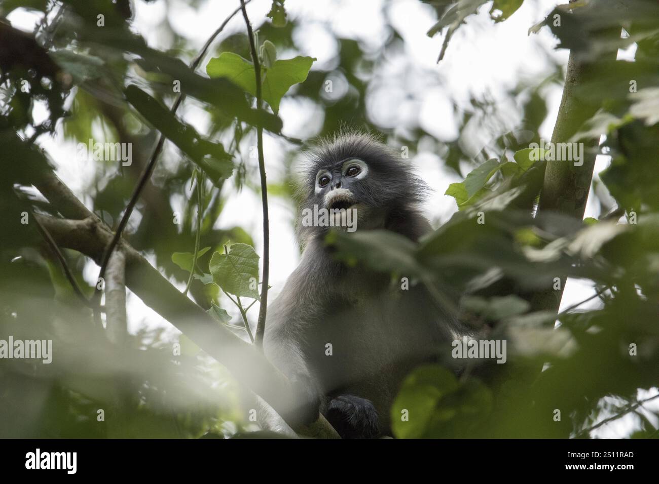 Dusky leaf monkey (Trachypithecus obscurus), Kaeng Krachan National Park, Phetchaburi Province ...