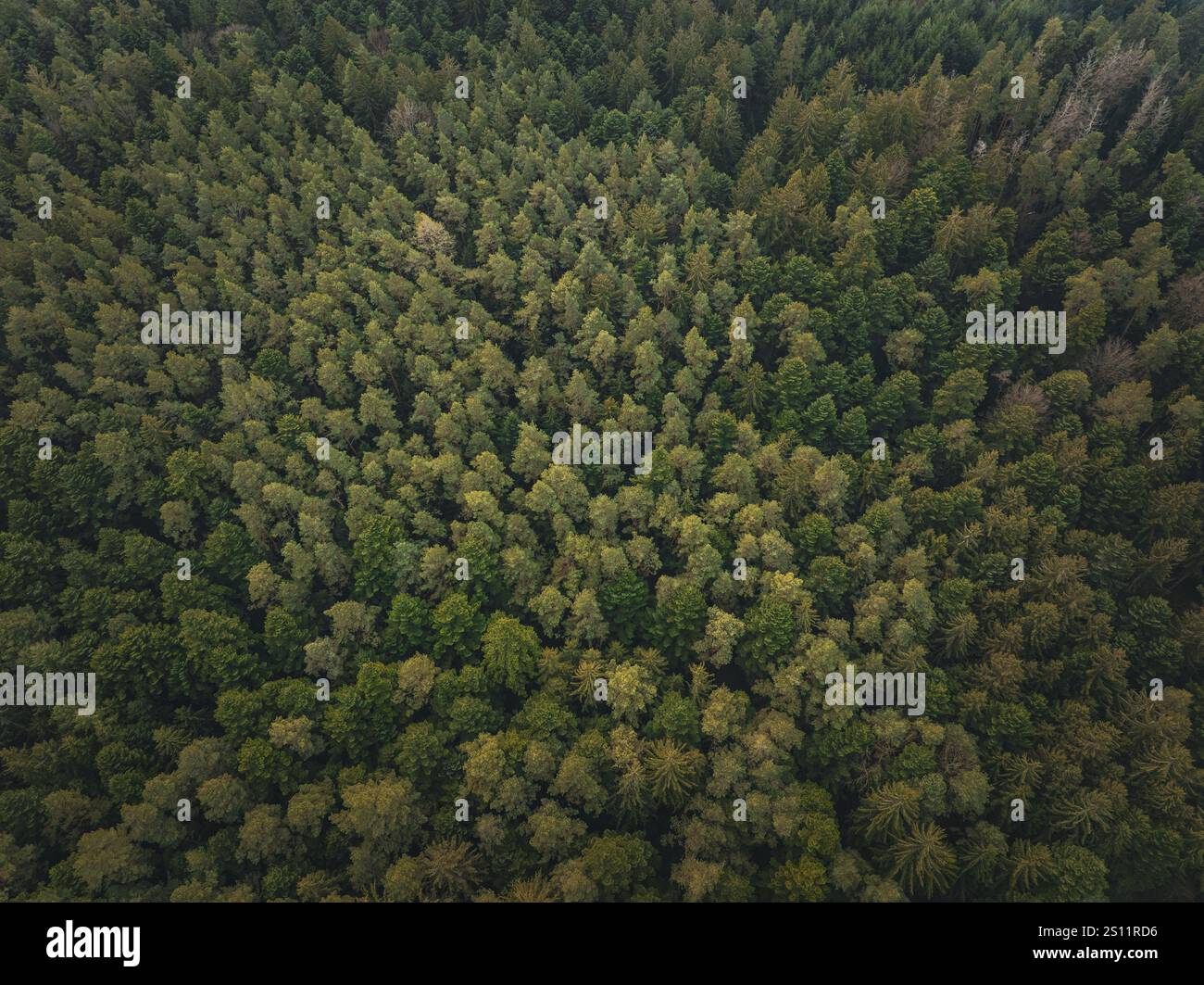 Extensive treetop landscape, photographed from the air, Unterhaugstett ...