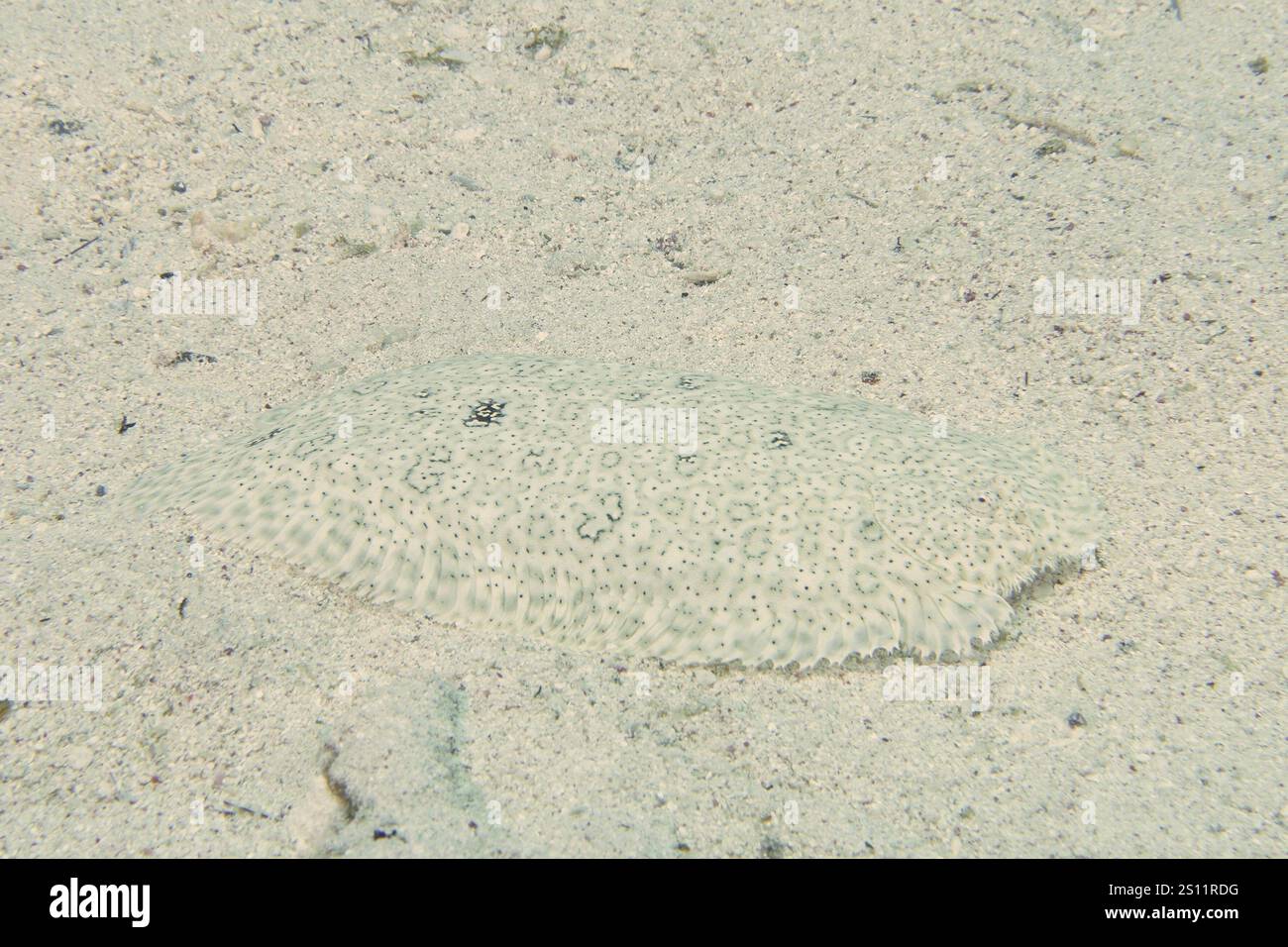A shallow fish, Moses sole (Pardachirus marmoratus), perfectly ...