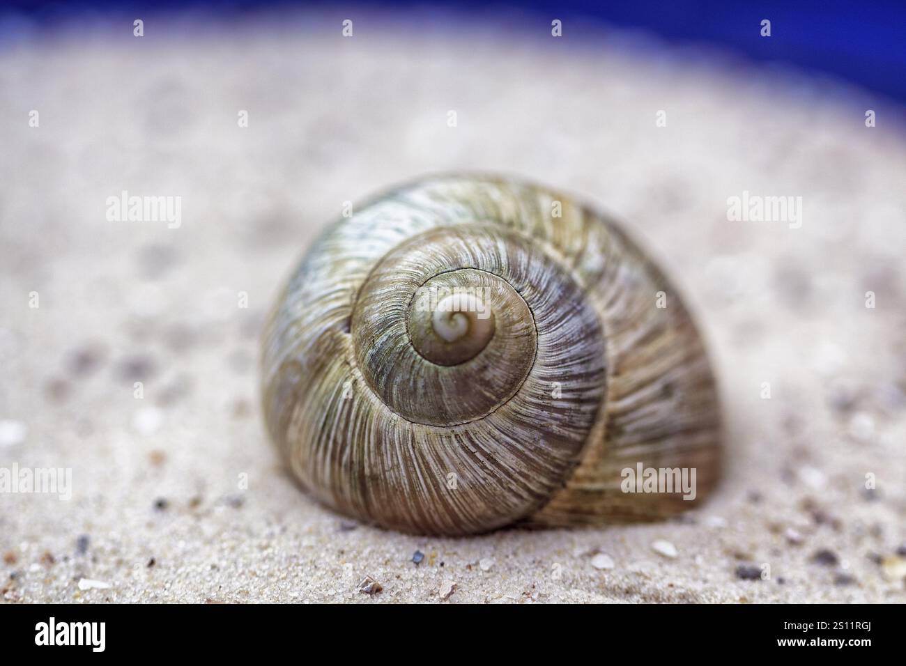 Empty snail shell in the sand, shell, spiral, shell, decoration ...
