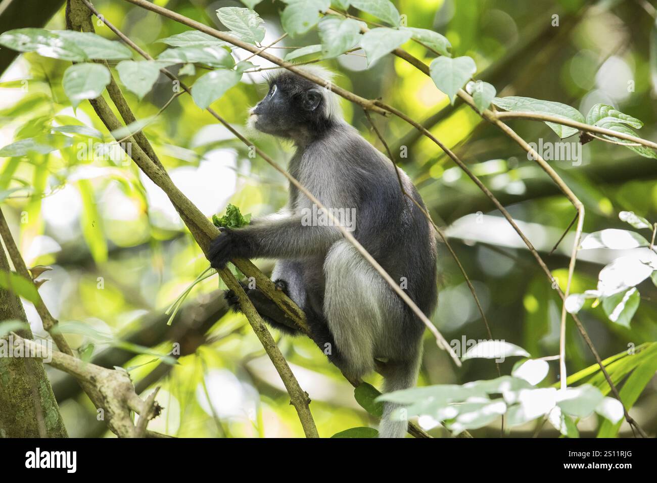 Dusky leaf monkey (Trachypithecus obscurus), Kaeng Krachan National ...