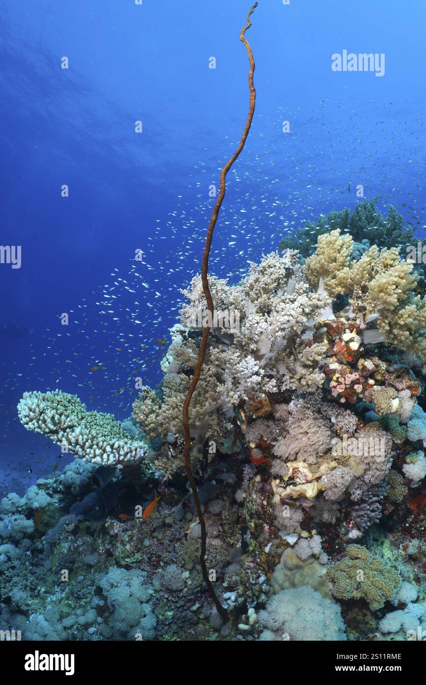 Vibrant coral formation, including Wire Coral (Cirrhipathes anguina ...