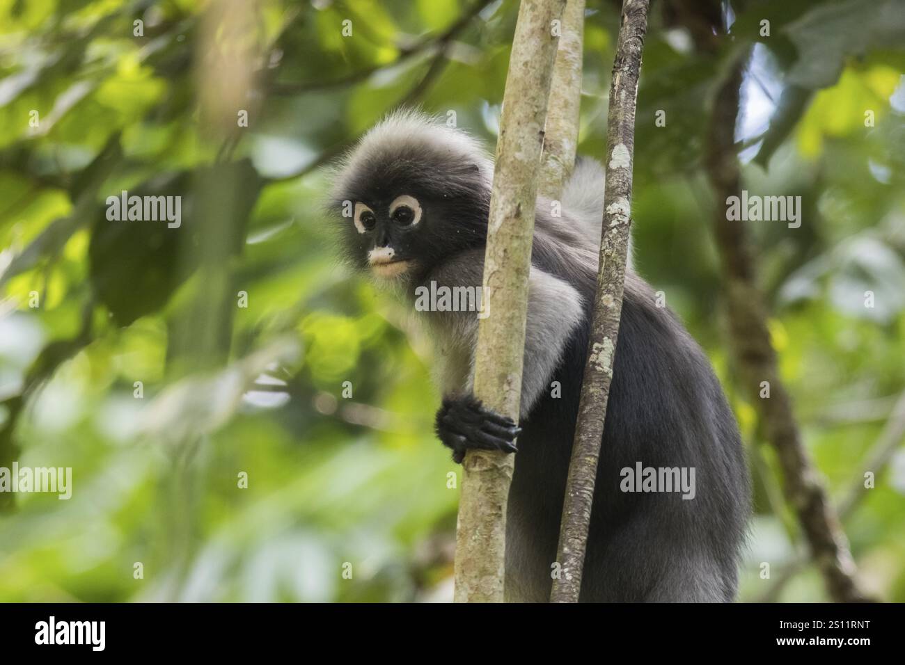 Dusky leaf monkey (Trachypithecus obscurus), Kaeng Krachan National ...