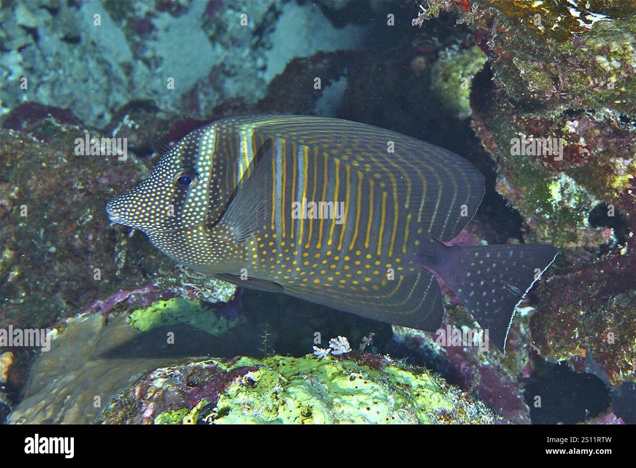 Striped Indian sailfin (Zebrasoma desjardinii) swimming among colourful ...