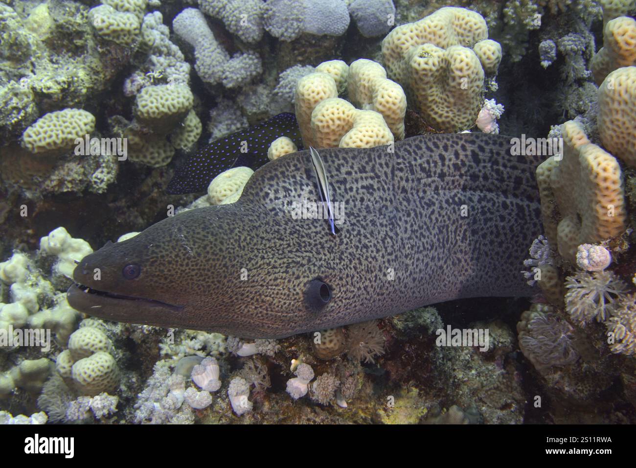 Grey-brown giant moray eel (Gymnothorax javanicus) with cleaner wrasse ...
