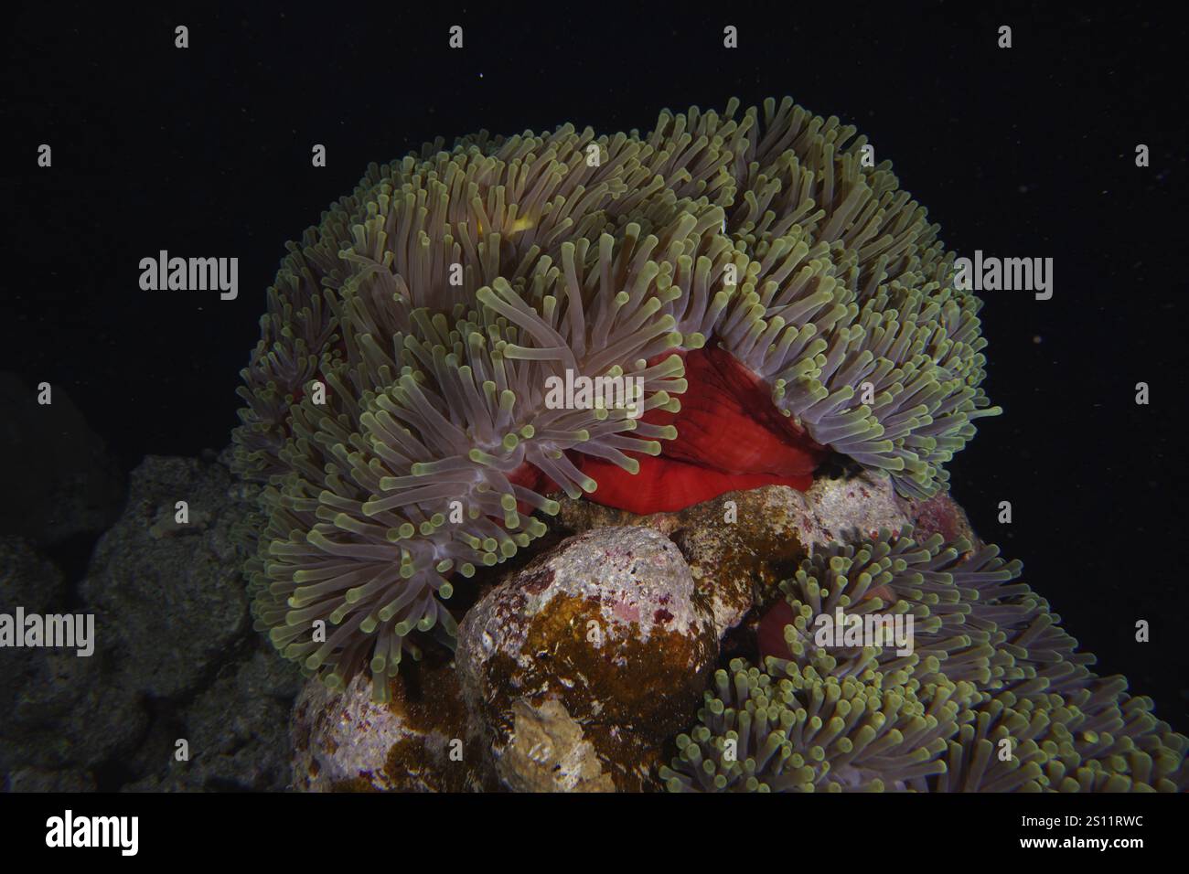 Bright red and green magnificent anemone (Heteractis magnifica) on a reef at night, dive site ...