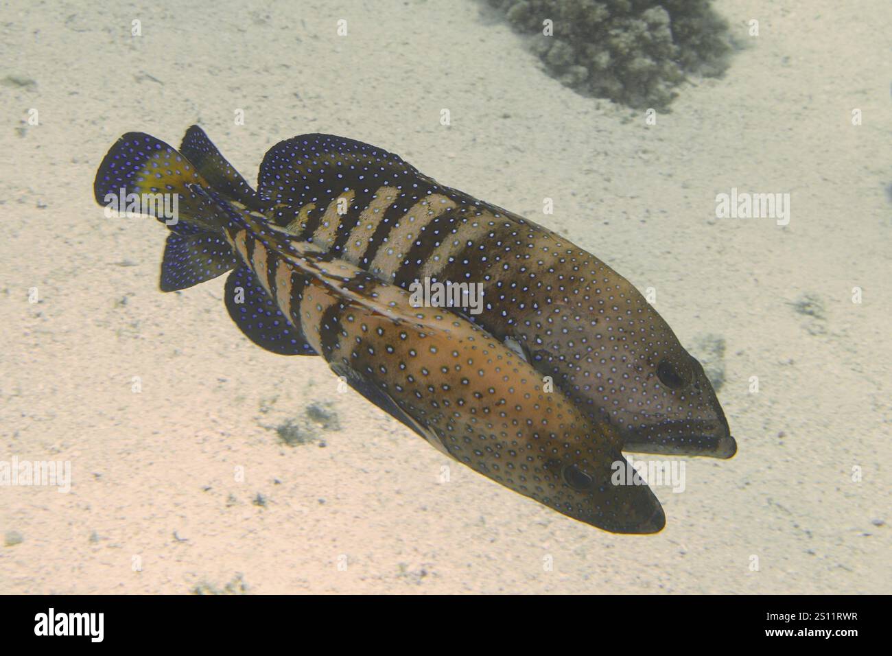 Pair of peacock groupers (Cephalopholis argus) during courtship, mating ...