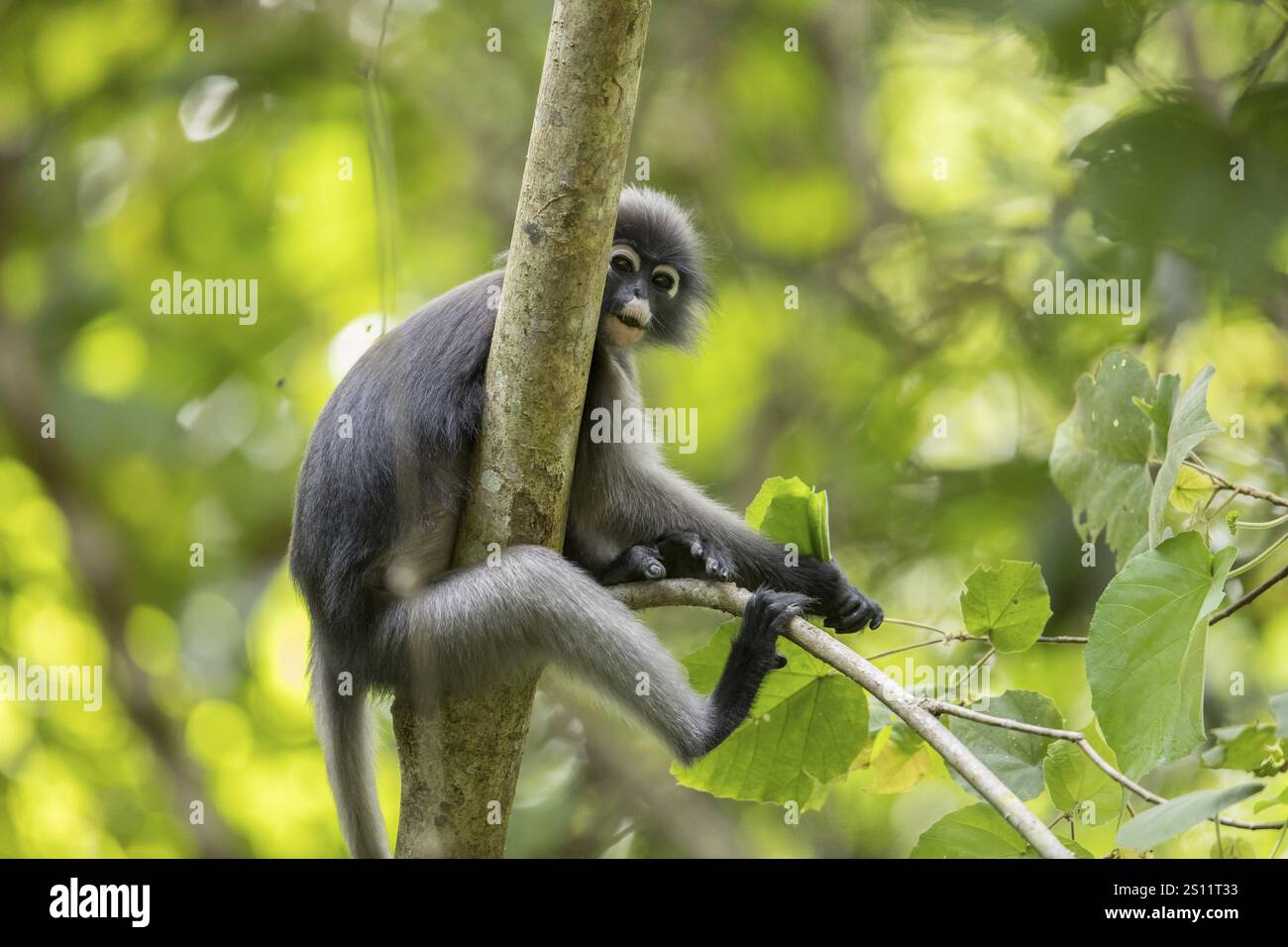 Dusky leaf monkey (Trachypithecus obscurus), Kaeng Krachan National Park, Phetchaburi Province ...