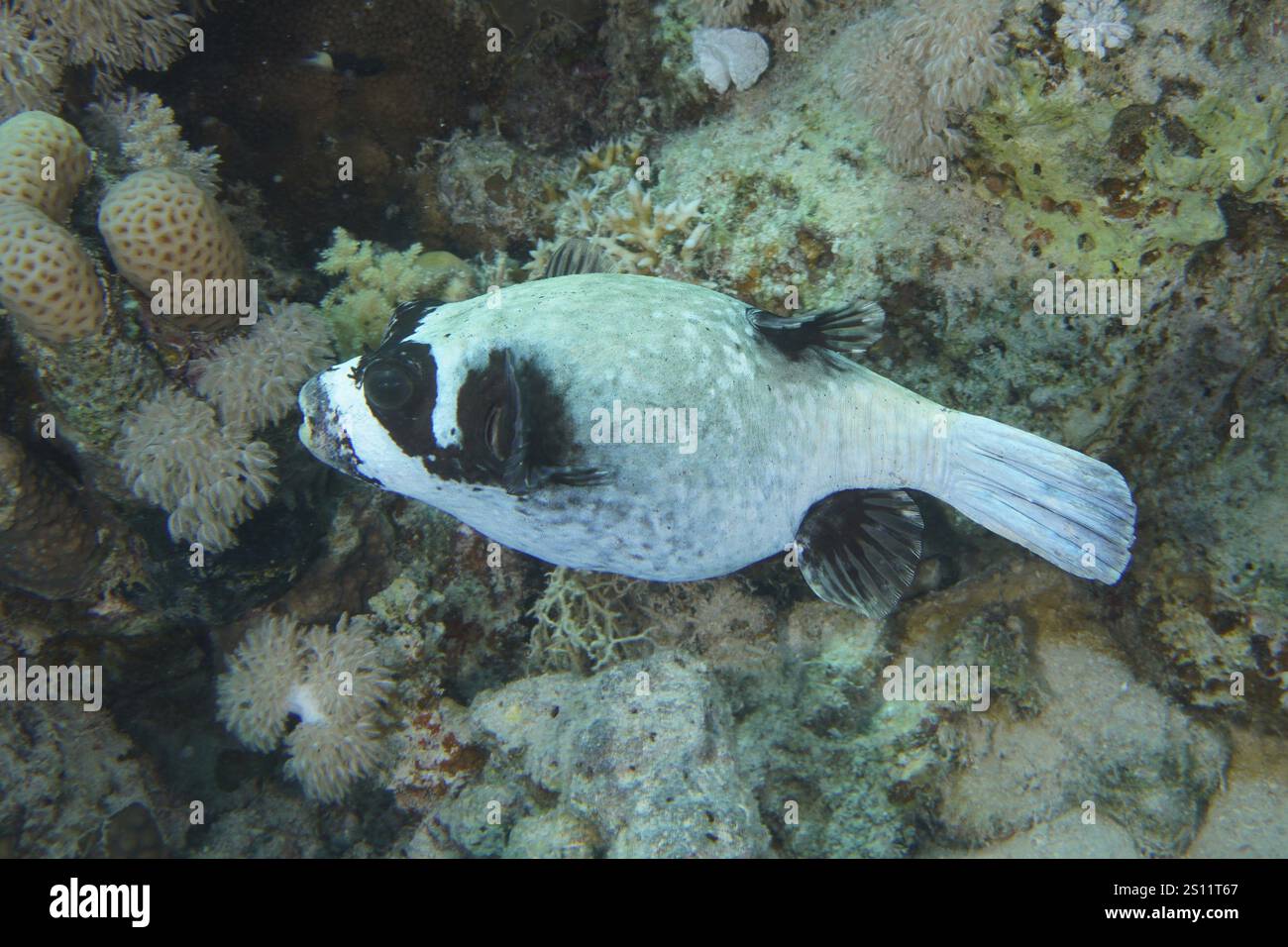 Black and white masked pufferfish (Arothron diadematus) swimming next ...