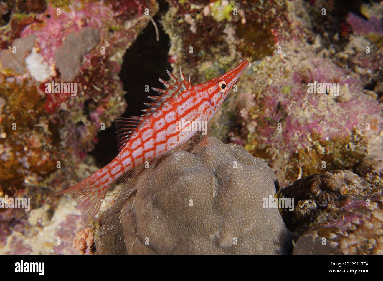 Red and white striped Longnose Hawkfish (Oxycirrhites typus) Longnose ...