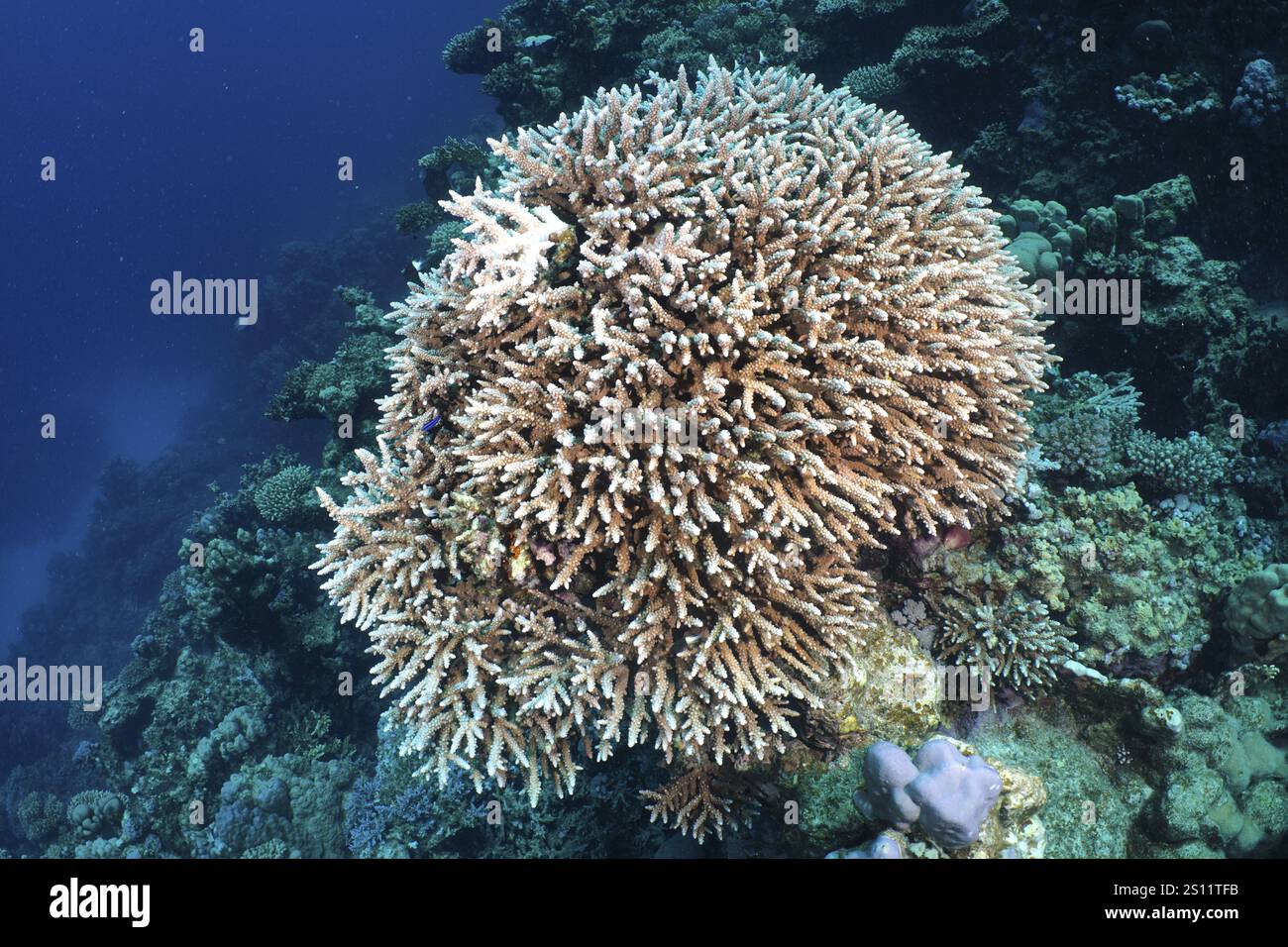 Large, branching coral formation, Low staghorn coral (Acropora humilis ...