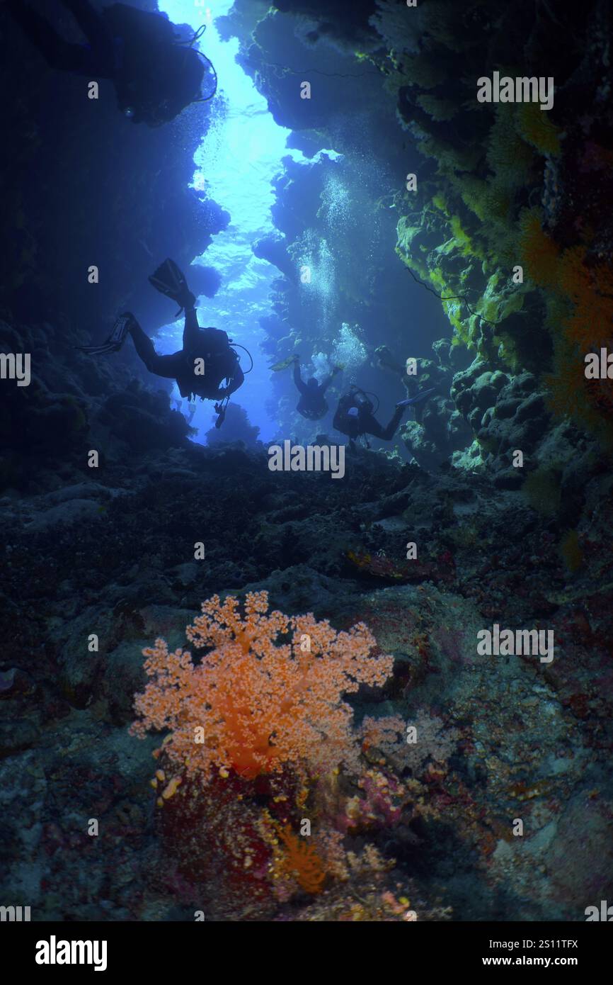 Divers explore an underwater cave with Hemprich's Tree Coral ...