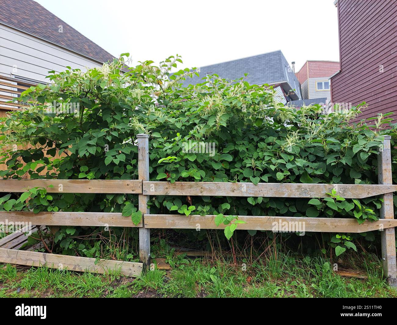 Japanese knotweed infestation in a residential garden in St. Pierre ...
