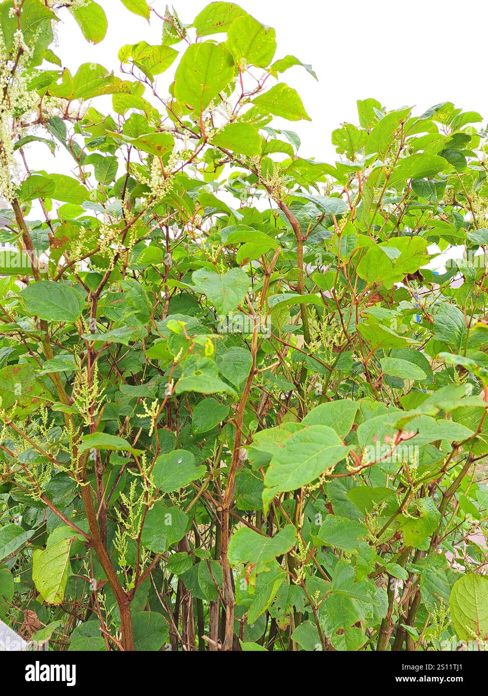 Japanese knotweed infestation at Etang Boulot in St. Pierre, France ...