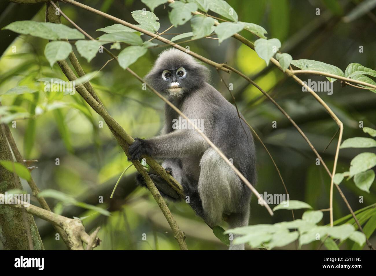 Dusky leaf monkey (Trachypithecus obscurus), Kaeng Krachan National Park, Phetchaburi Province ...