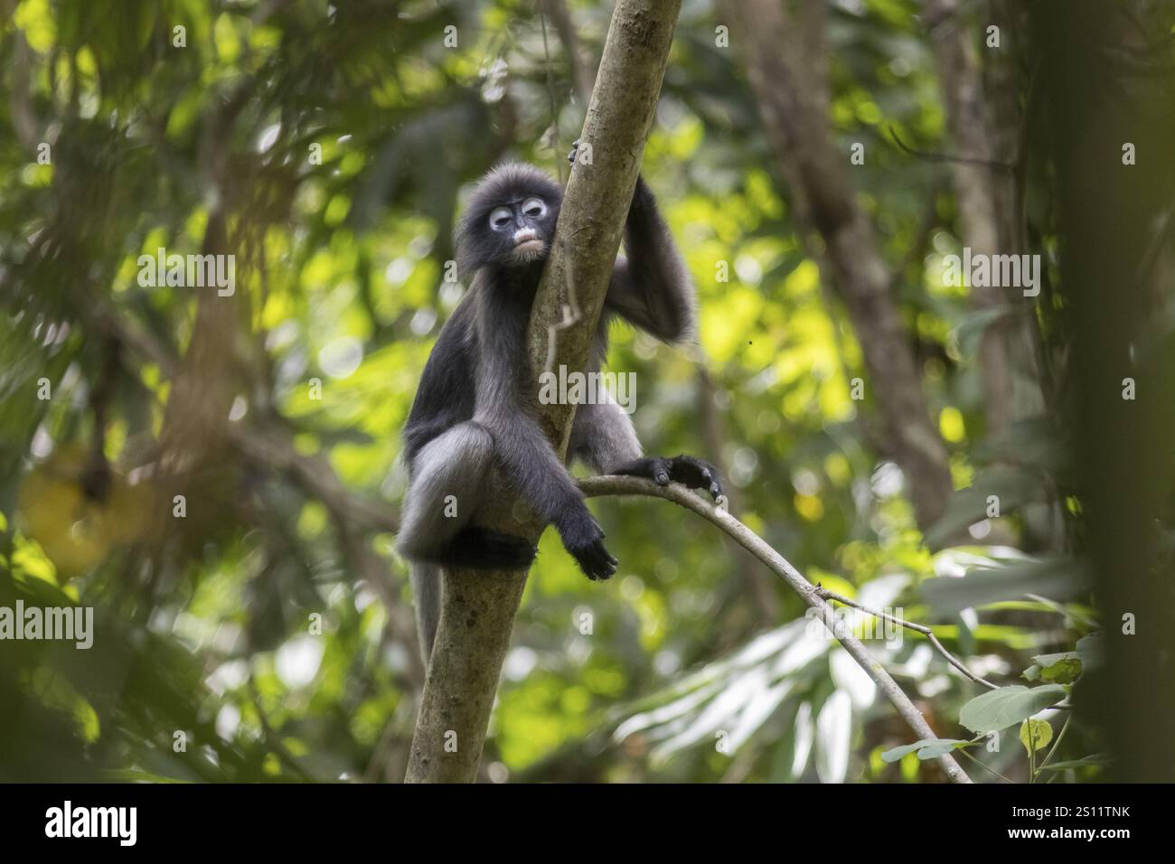 Dusky leaf monkey (Trachypithecus obscurus), Kaeng Krachan National ...