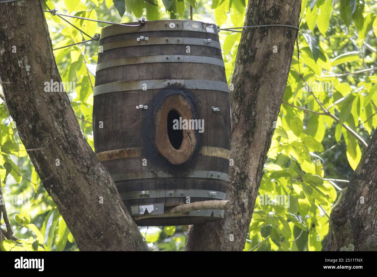 Wooden barrel as a nest for hornbills, Kaeng Krachan National Park ...