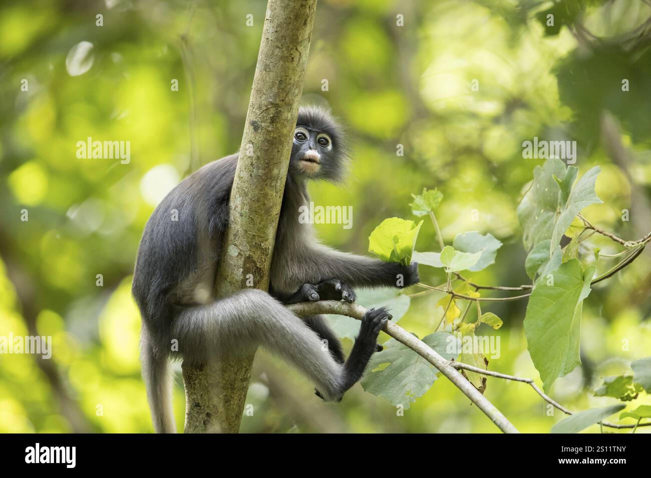 Dusky leaf monkey (Trachypithecus obscurus), Kaeng Krachan National ...