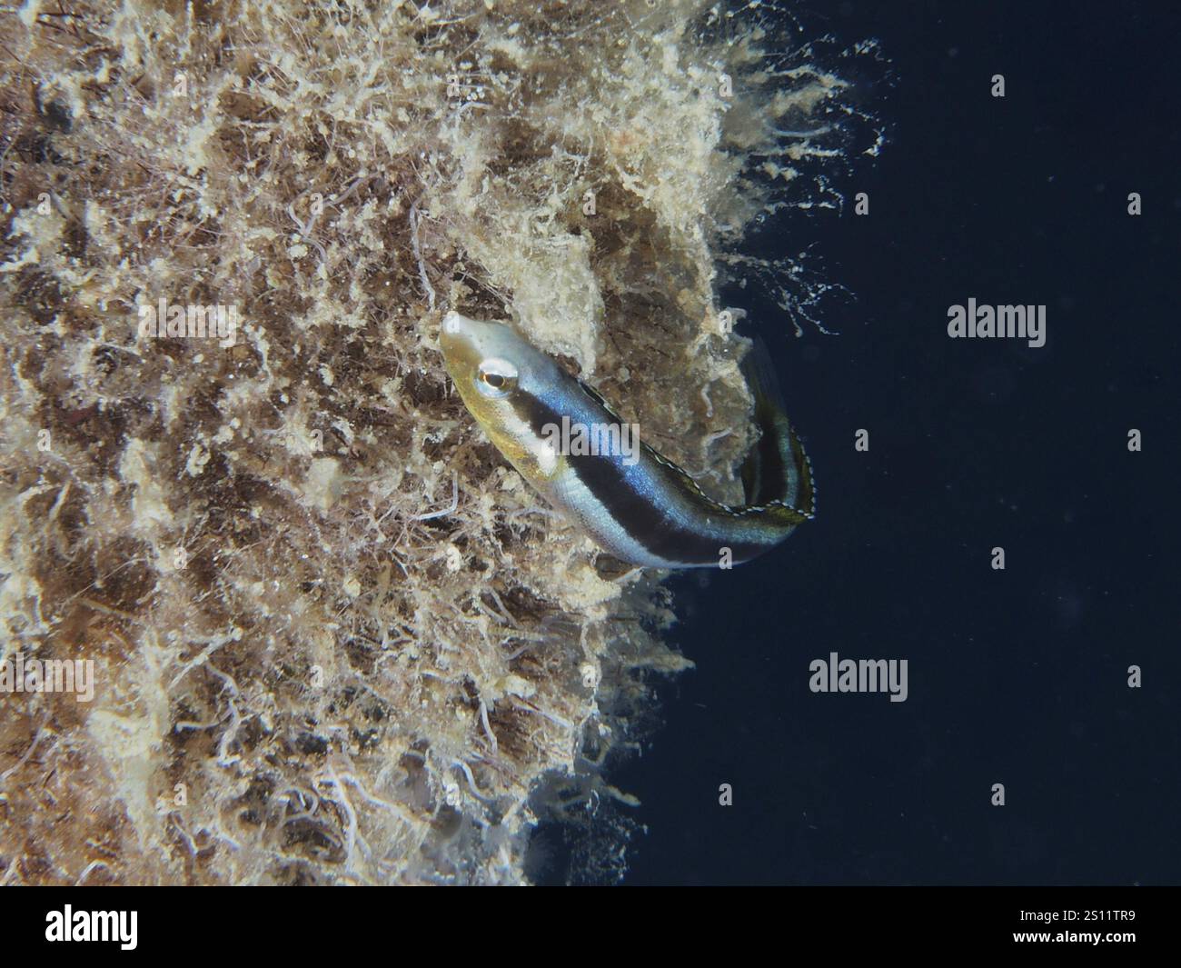 A blue fish, Dussumier's sabre-toothed blenny (Aspidontus dussumieri ...
