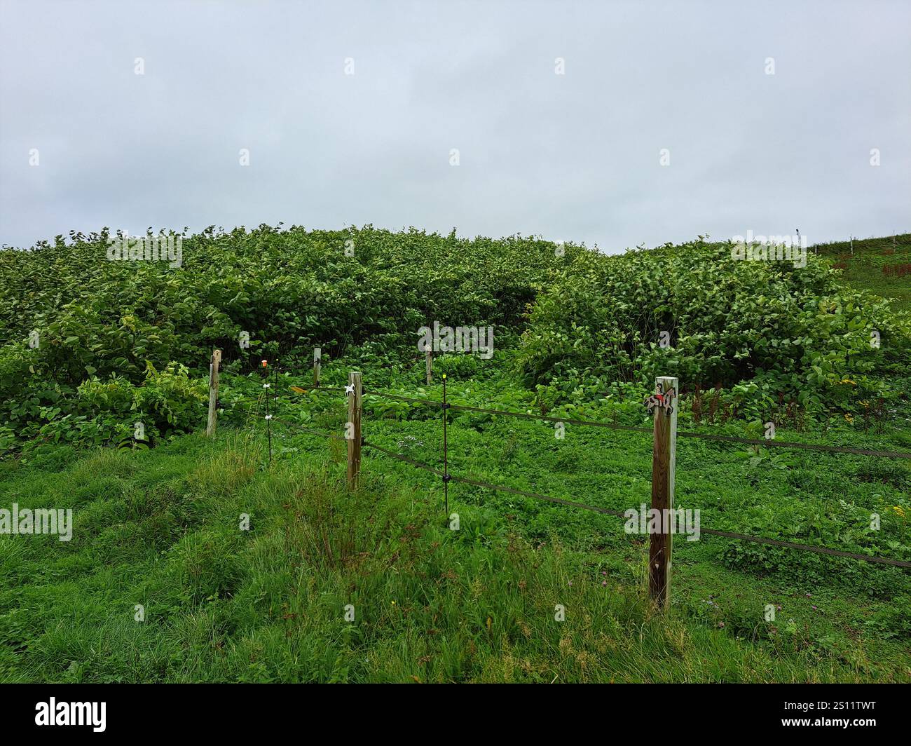 Japanese knotweed infestation at Etang Boulot in St. Pierre, France ...