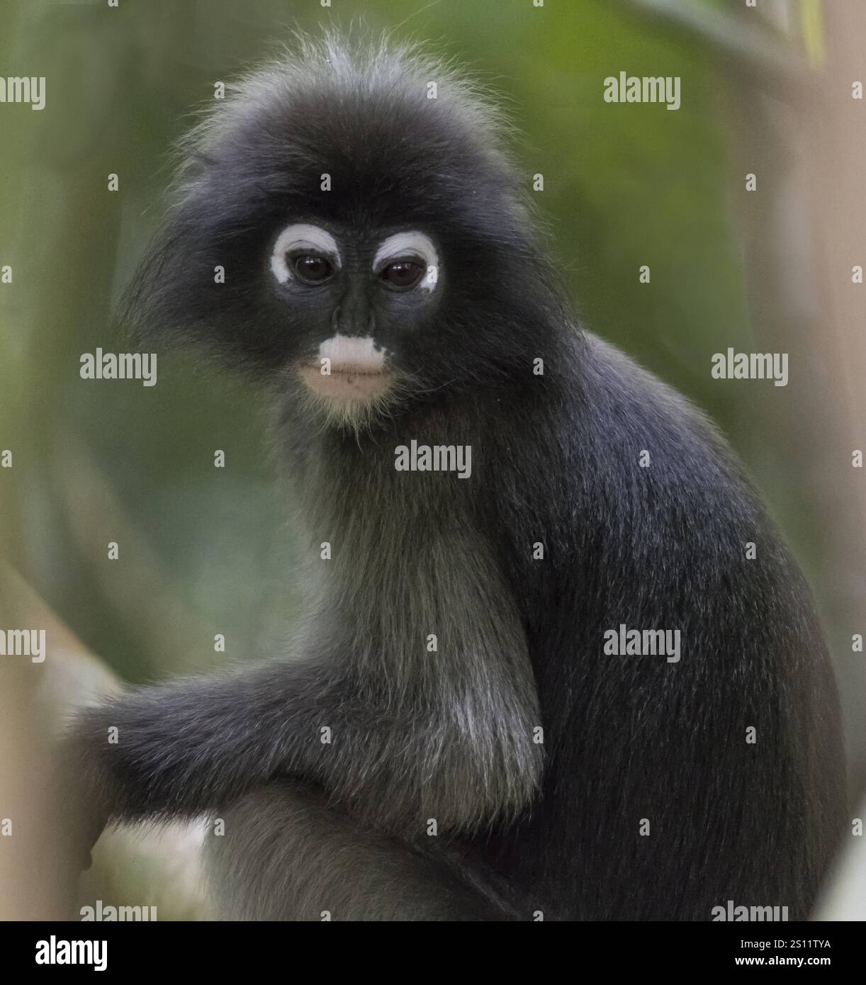 Dusky leaf monkey (Trachypithecus obscurus), Kaeng Krachan National ...