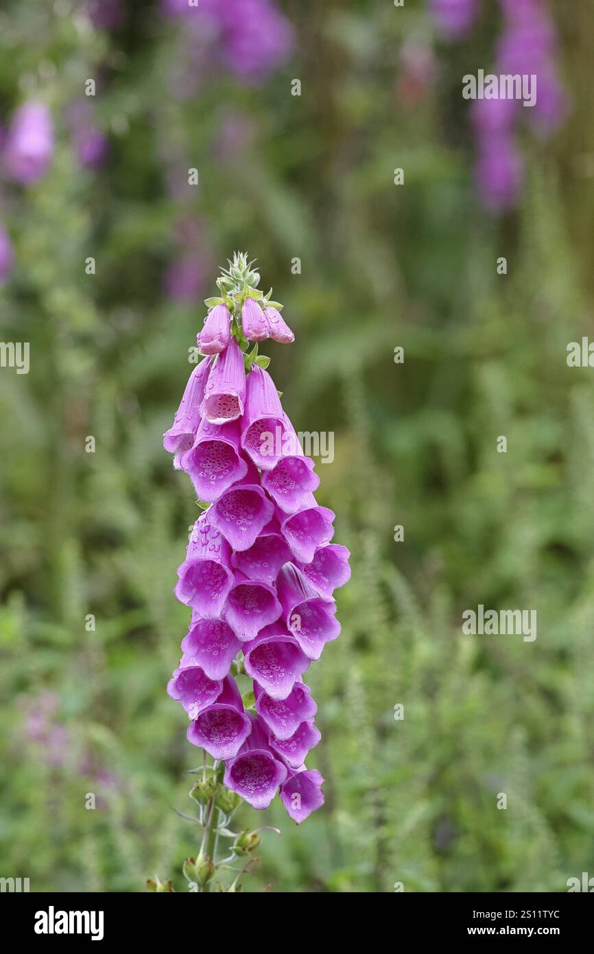 Common foxglove (Digitalis purpurea), flowers, close-up, from the ...