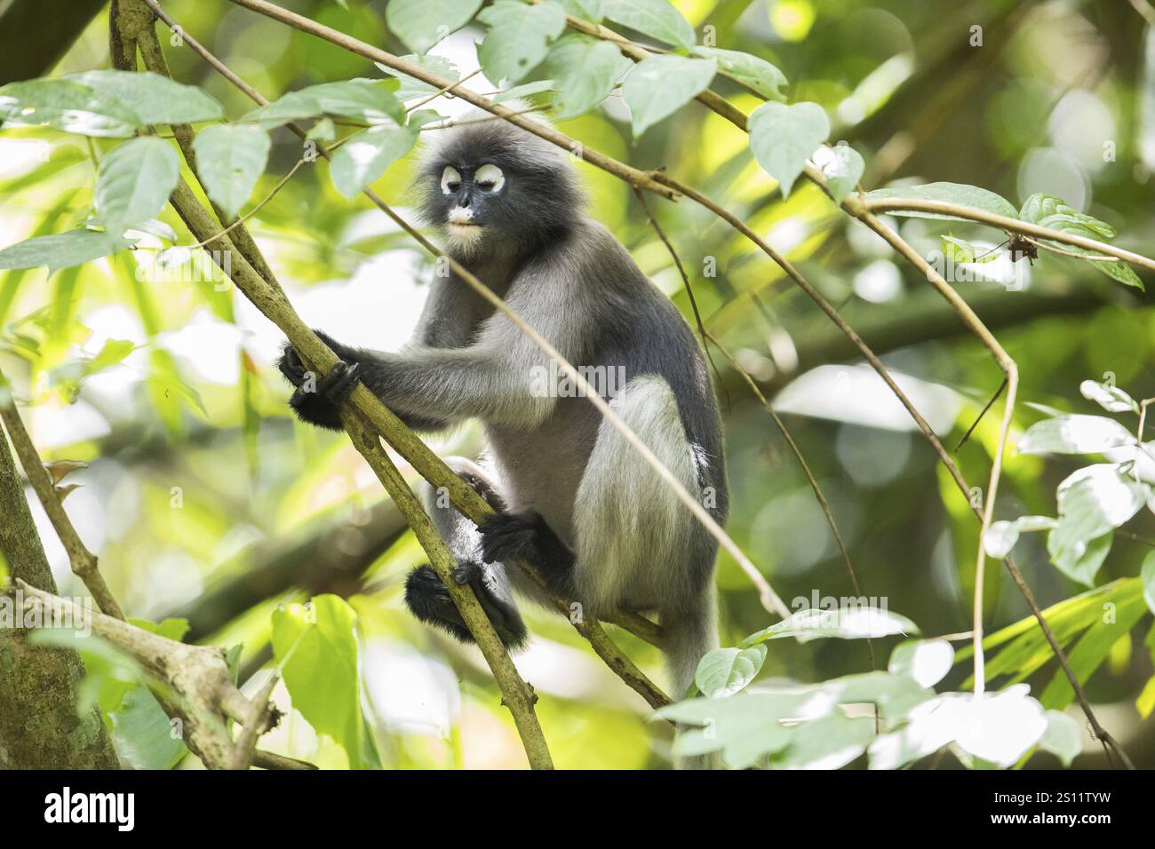 Dusky leaf monkey (Trachypithecus obscurus), Kaeng Krachan National ...