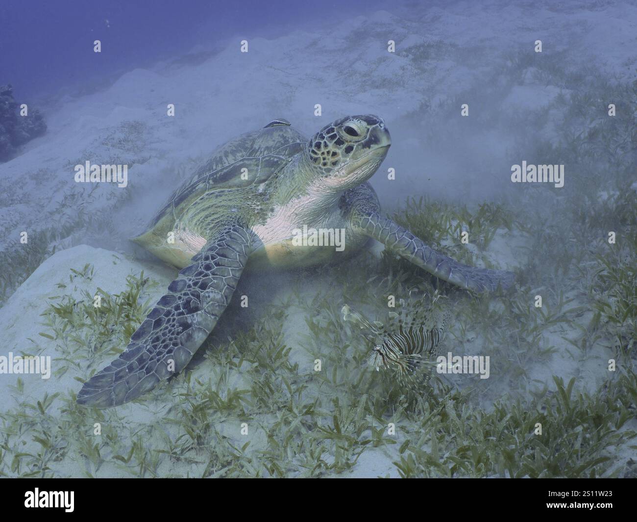 A Green turtle (Chelonia mydas) lying on the seabed, surrounded by ...