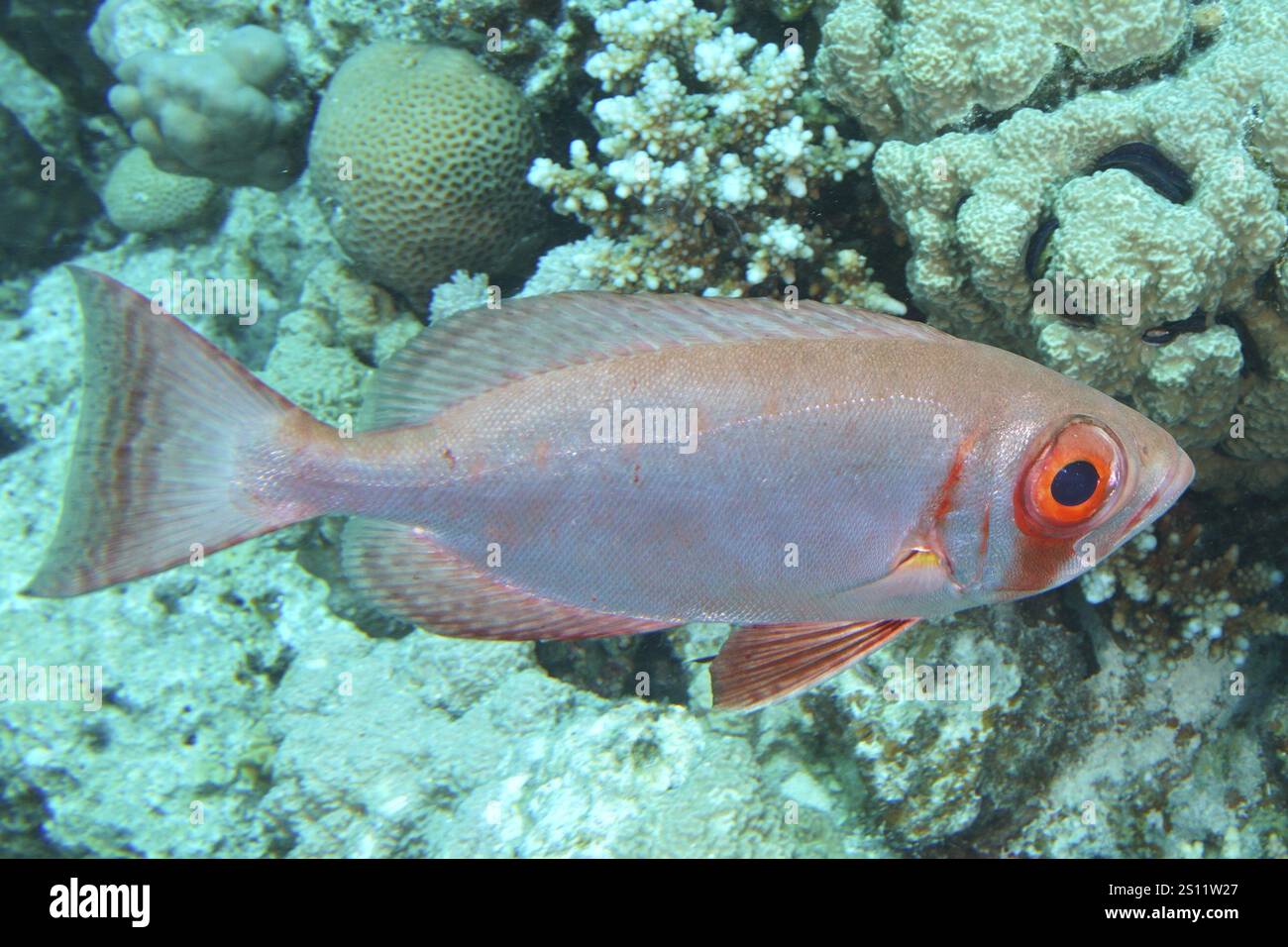 Pink fish with big eyes, reef big-eye perch (Priacanthus hamrur ...