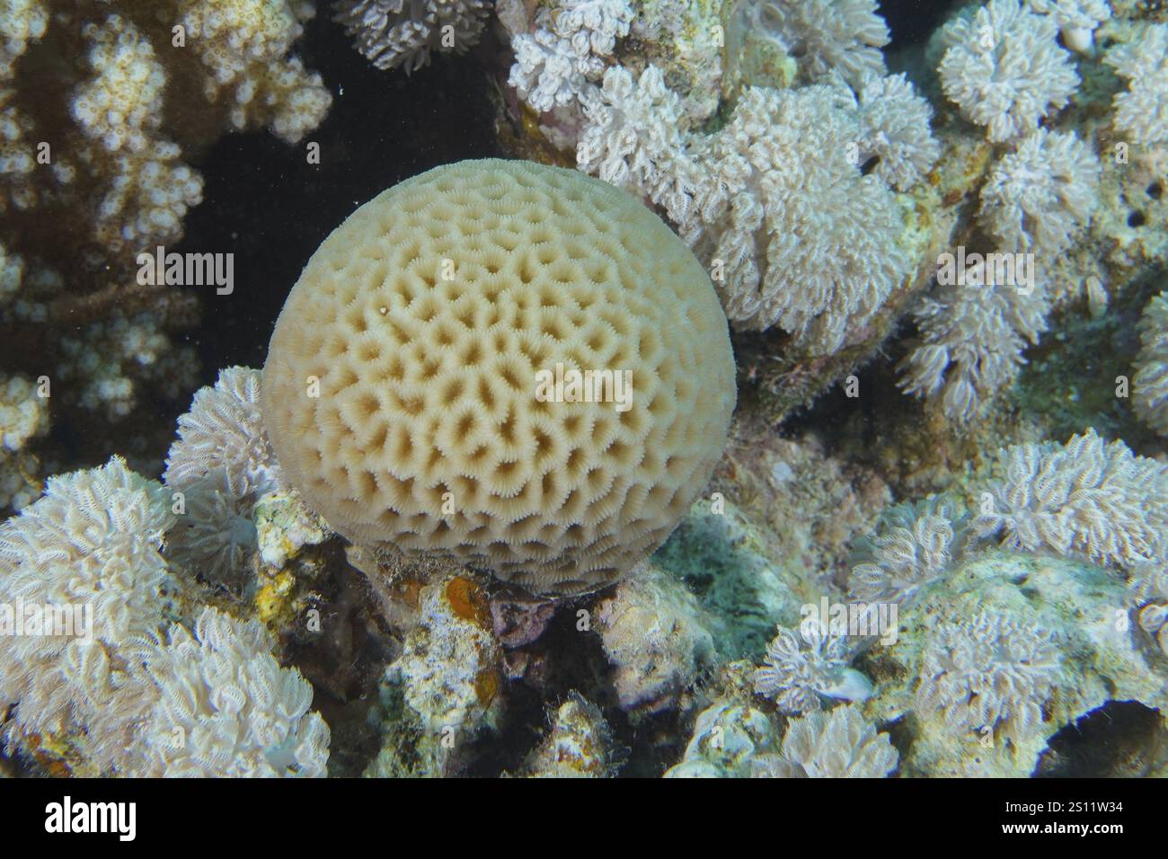 Close-up of a spherical beige large polyp stony coral (Coelastrea ...