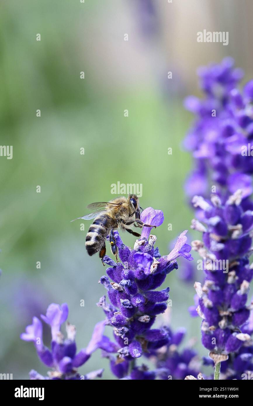 European honey bee (Apis mellifera), collecting nectar from a flower of ...