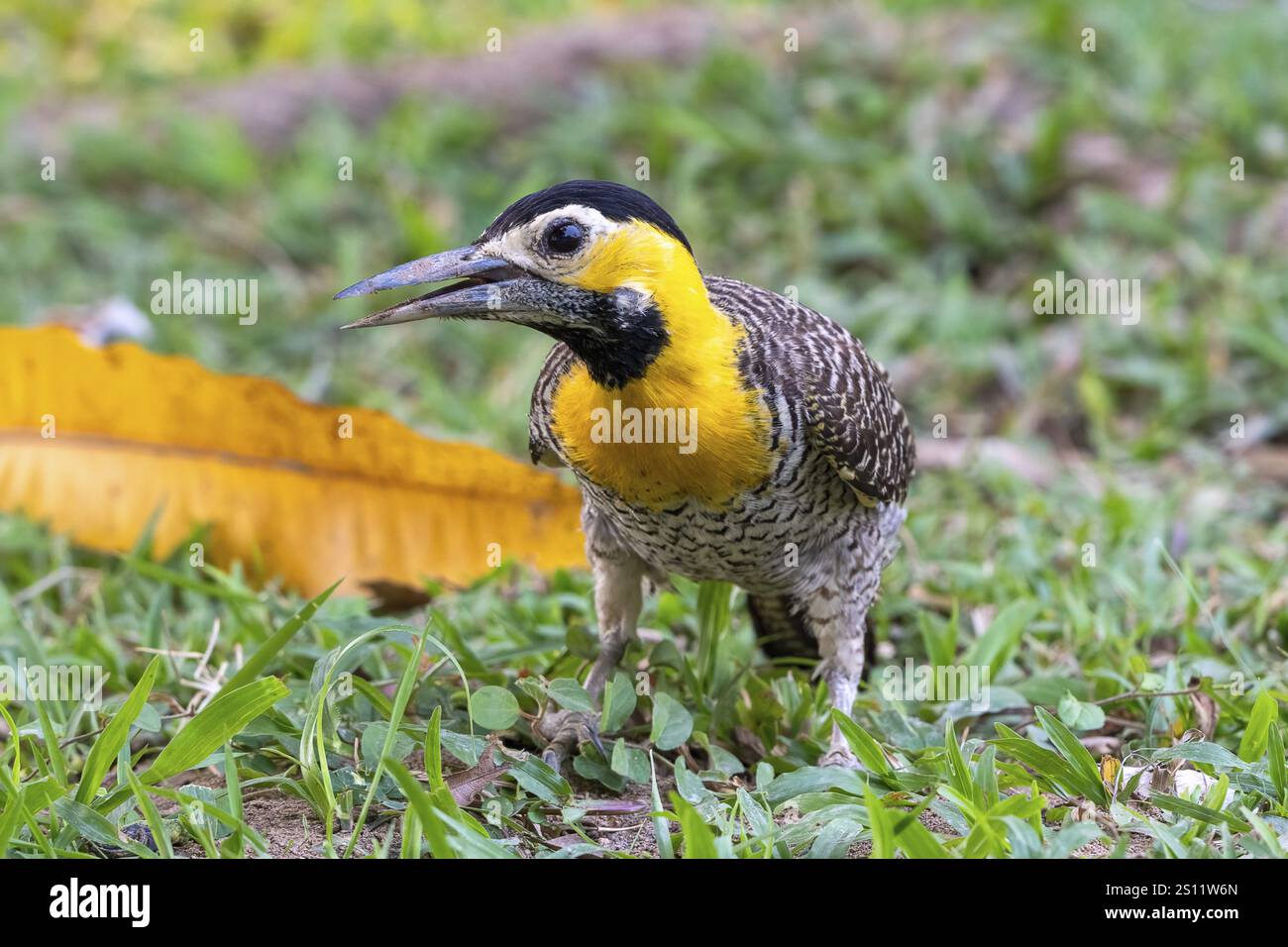 Woodpecker (Colaptes campestris), Pantanal, inland, wetland, UNESCO ...