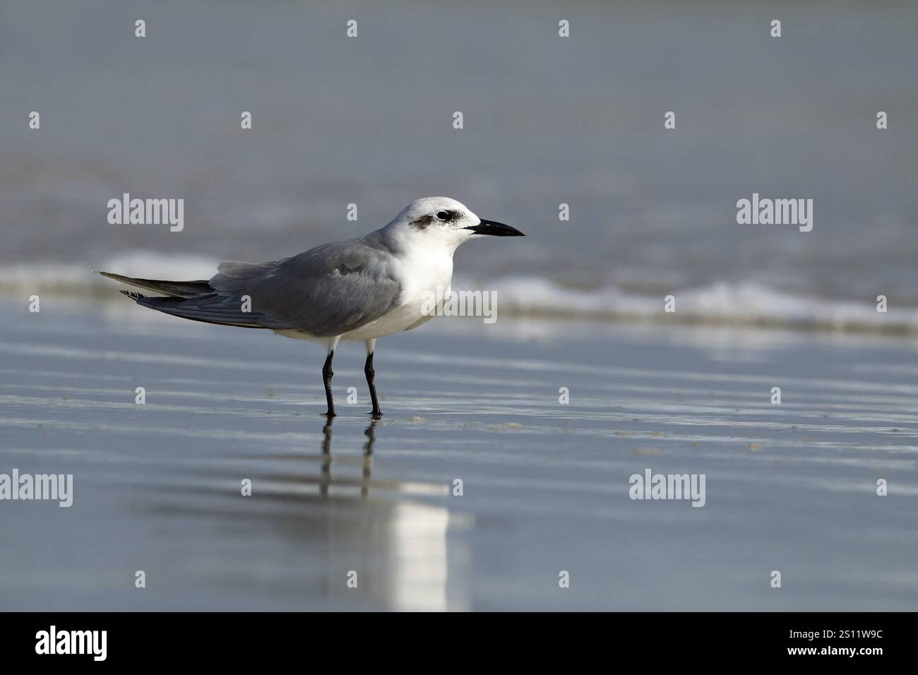 Salmon tern hi-res stock photography and images - Alamy