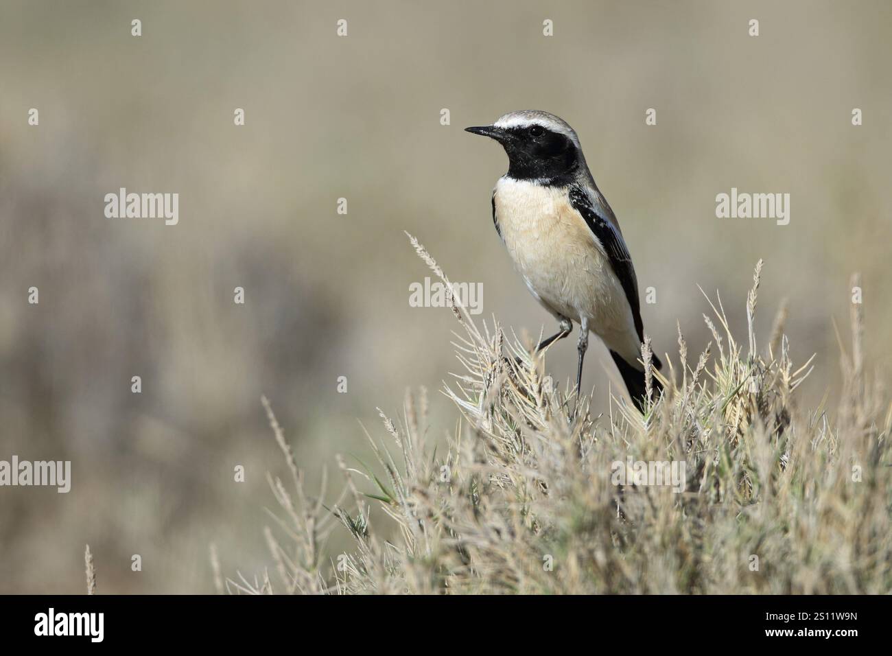 Desert Wheatear, Oenanthe deserti, Oman, Asia Stock Photo - Alamy