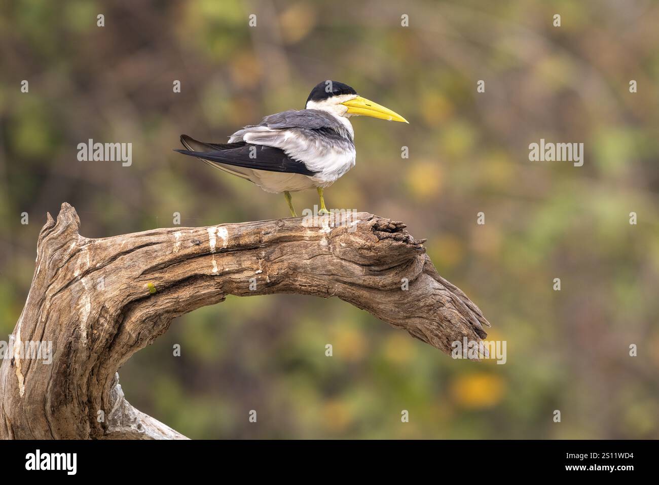 Large-billed Tern (Phaetusa simplex), Pantanal, inland, wetland, UNESCO ...