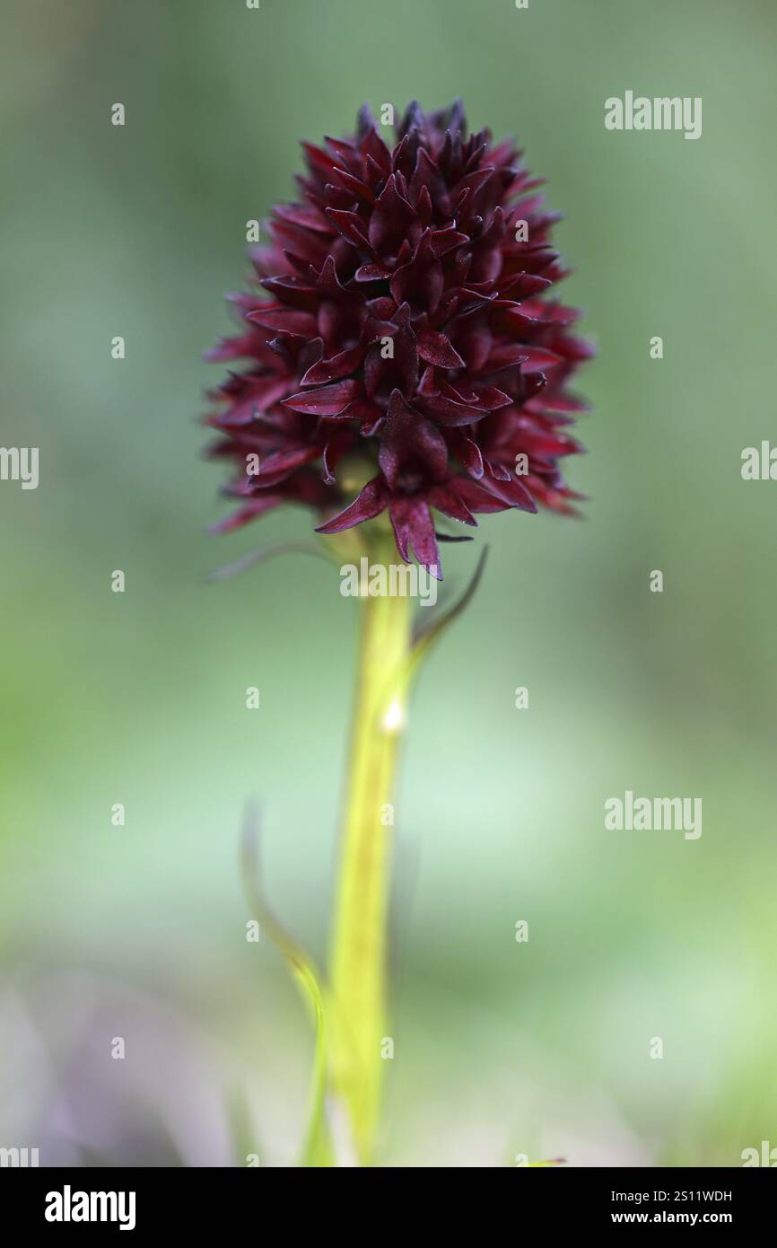 Black vanilla orchid, Nigritella nigra Stock Photo - Alamy