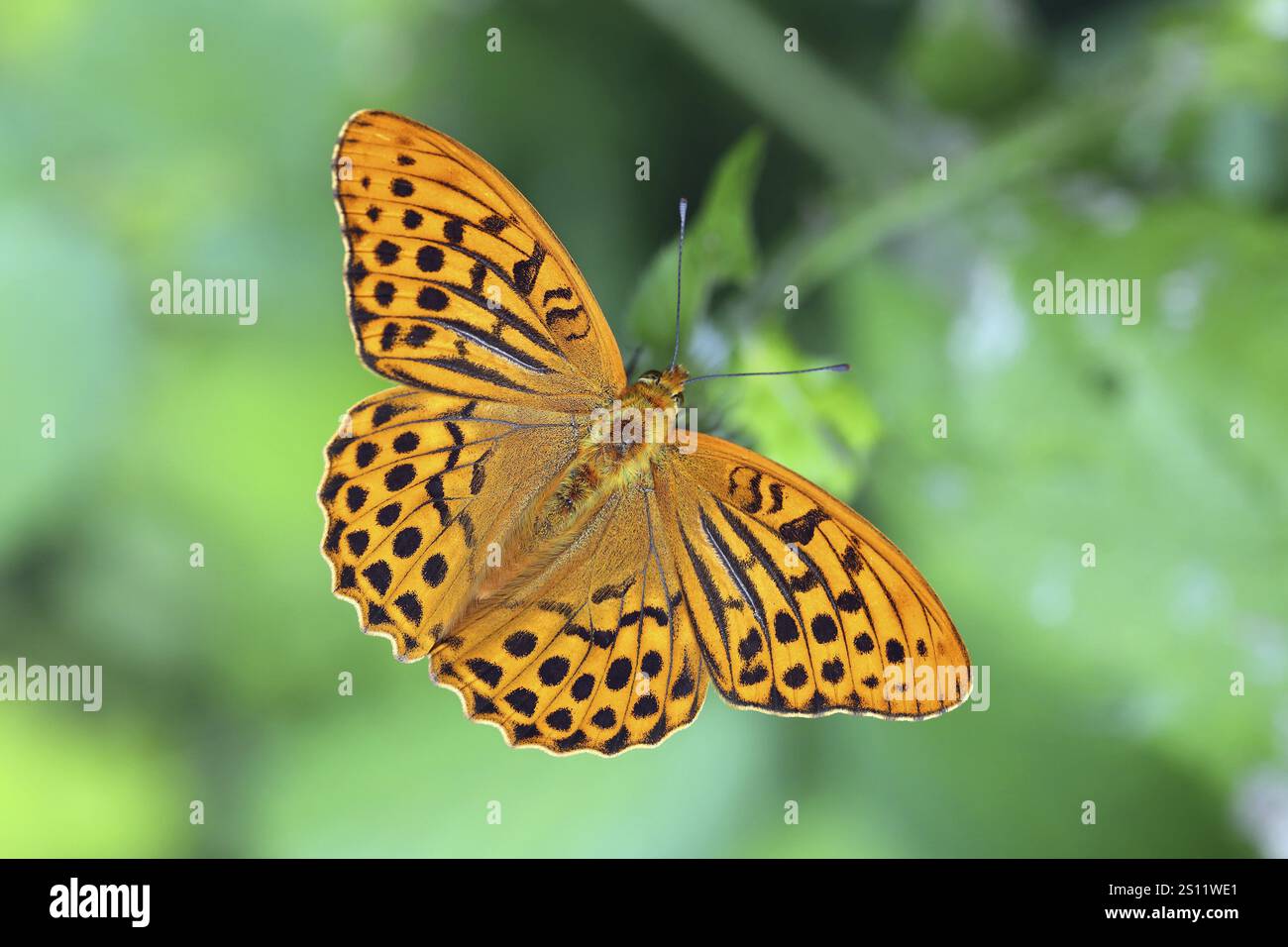 Imperial Cloak, Argynnis paphia Stock Photo - Alamy