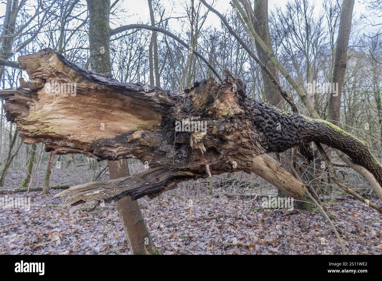 Fallen tree with exposed orange wood in a forest setting, showing signs ...
