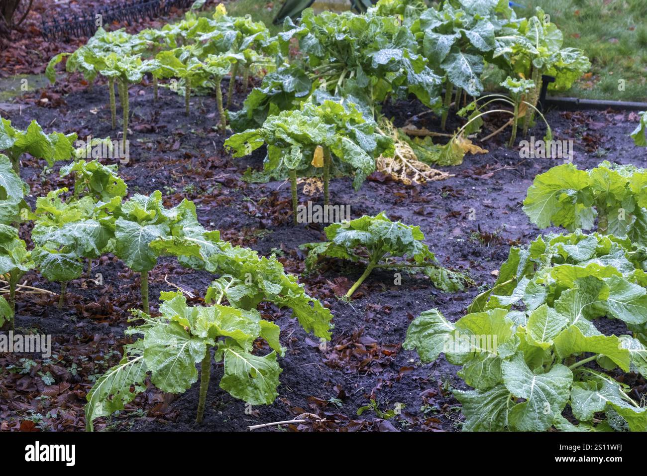 Cabbage plants growing in dark soil on a small organic farm Stock Photo ...